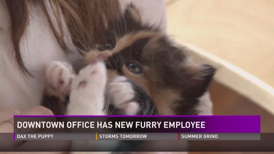 Downtown office has new furry employee | wbir.com