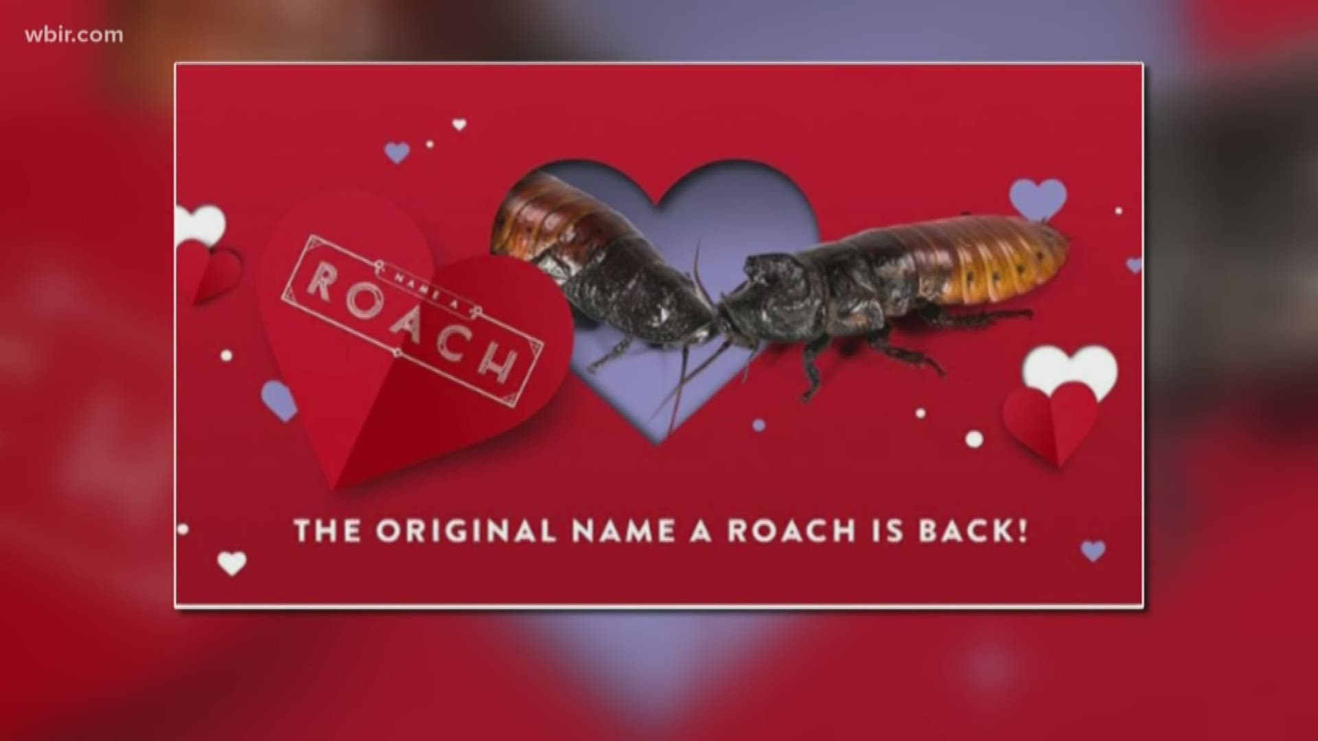Name a cockroach after an ex for $10 at Zoo Knoxville's Valentine's Day ...