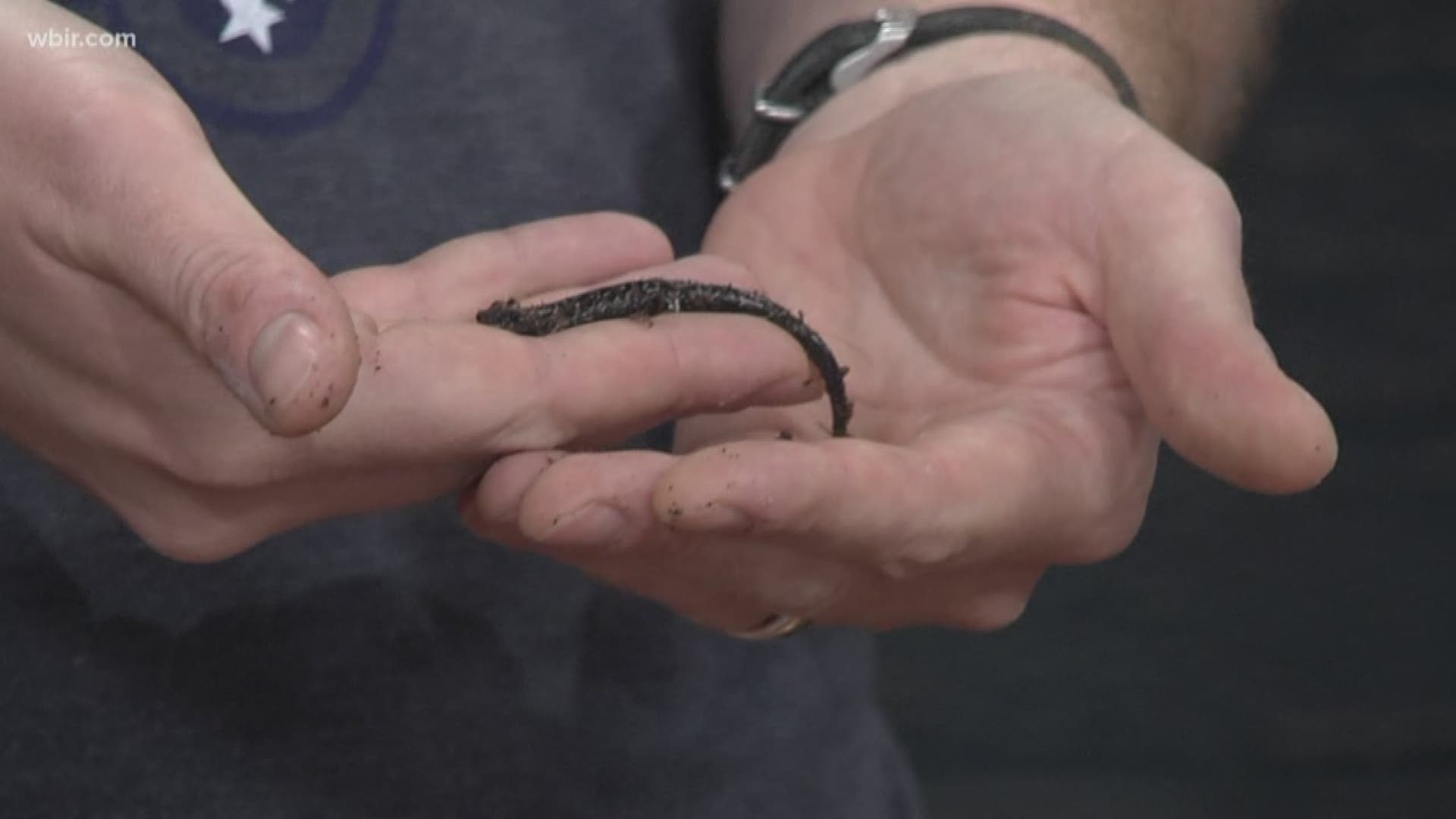 Why Salamanders are so important to the Great Smoky Mountains National ...