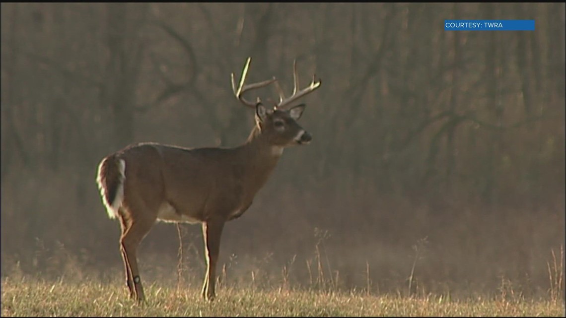 Chronic wasting disease confirmed in deer harvested near IN/KY state line | wbir.com