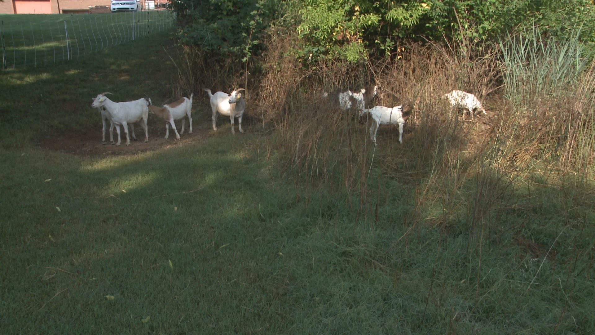 Targeted grazing goats clear land that landscapers can't reach | wbir.com