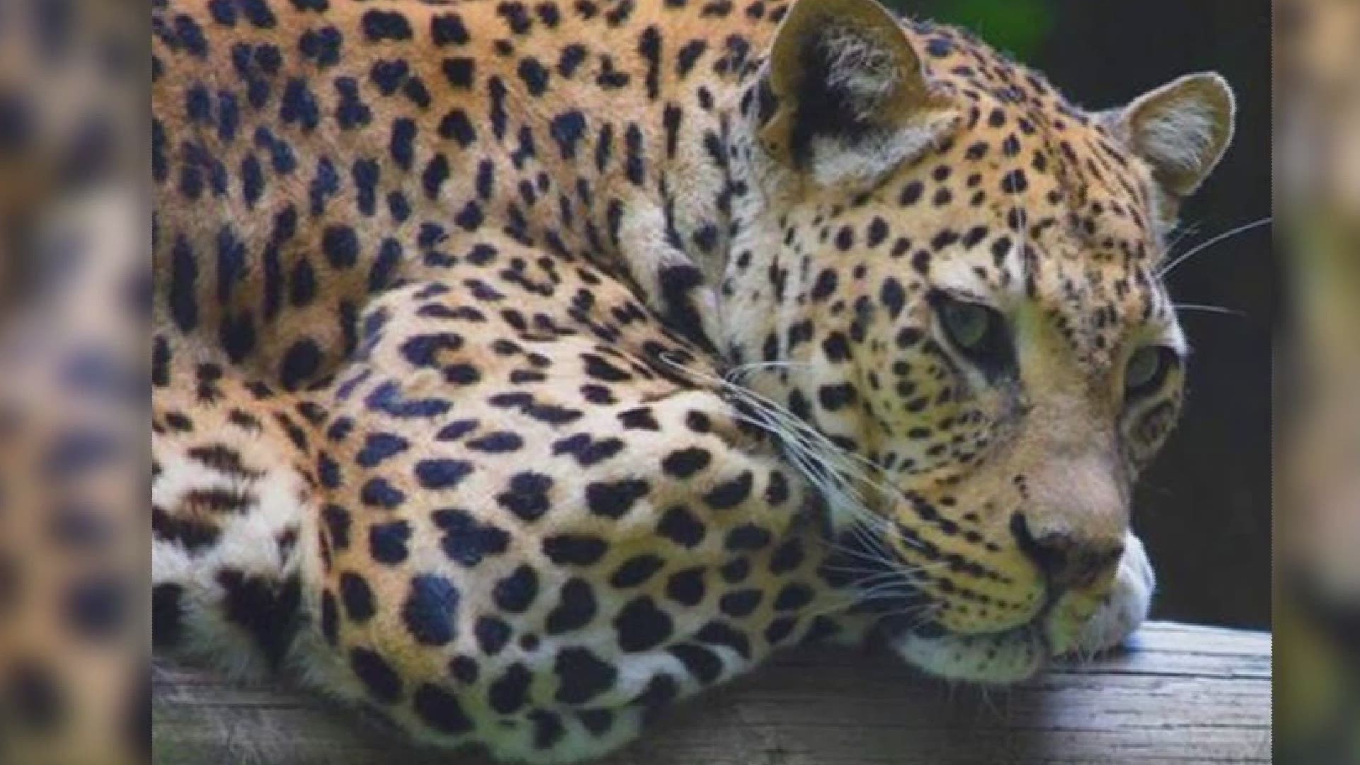 One of the oldest leopards at the Memphis Zoo has died | wbir.com