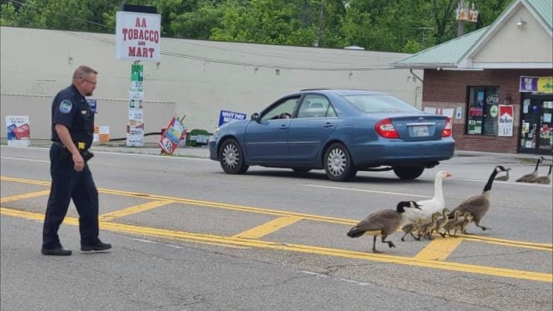 Forget the chicken... why did the geese cross the street? KPD officer ...