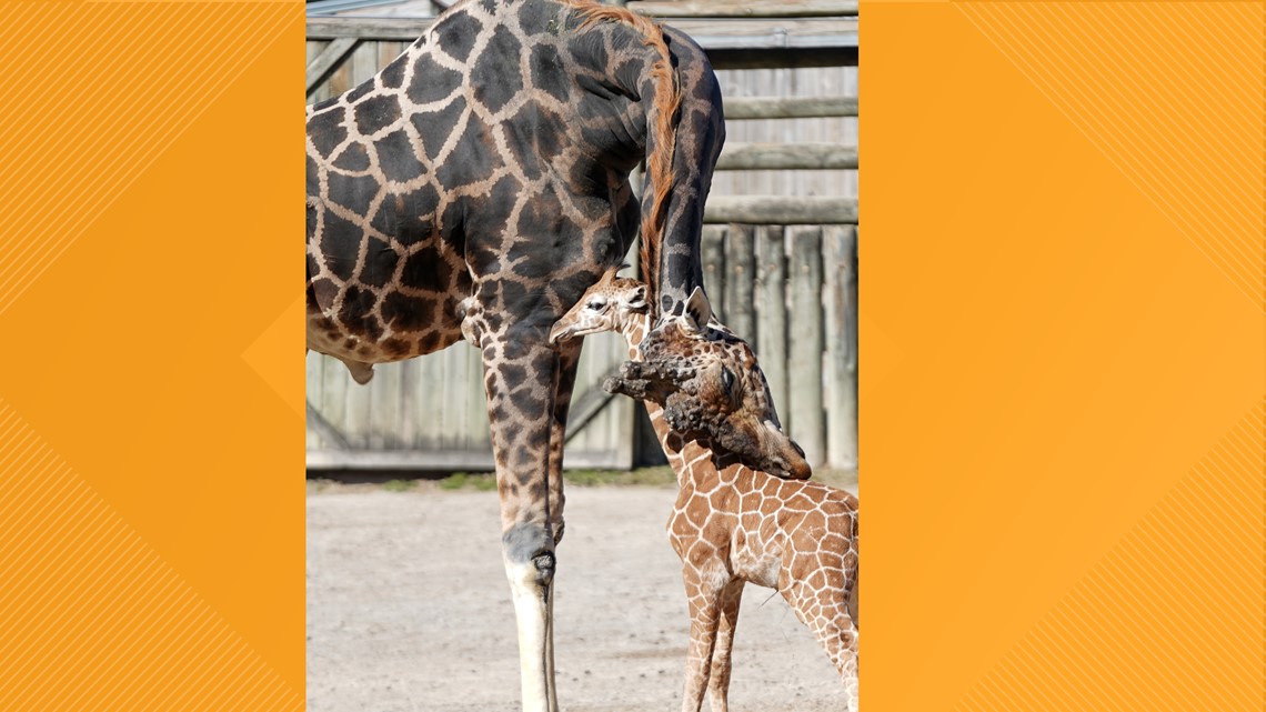 Meet J.J.! Zoo Knoxville names its baby giraffe with the public's help ...