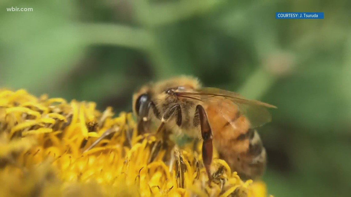 Thursday marks World Bee Day, but experts say they should be celebrated ...