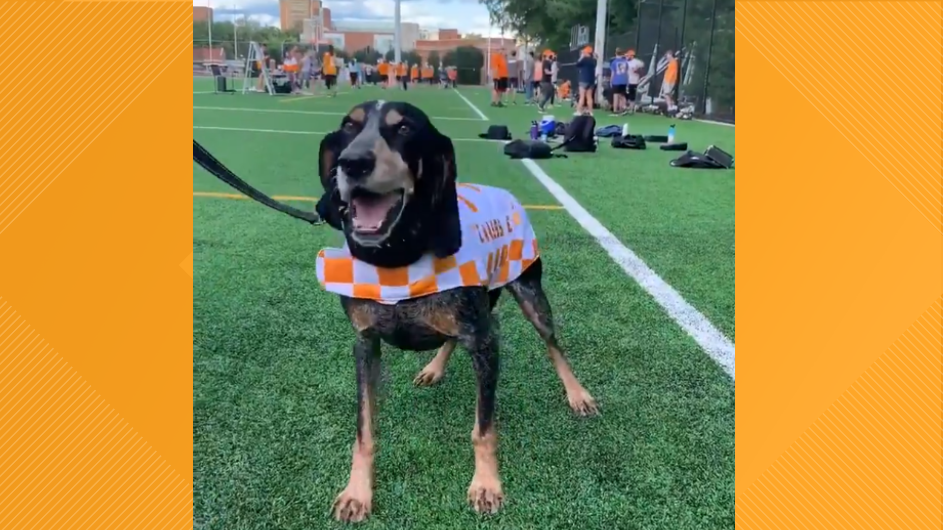 Smokey X, a beloved University of Tennessee mascot, diagnosed with ...