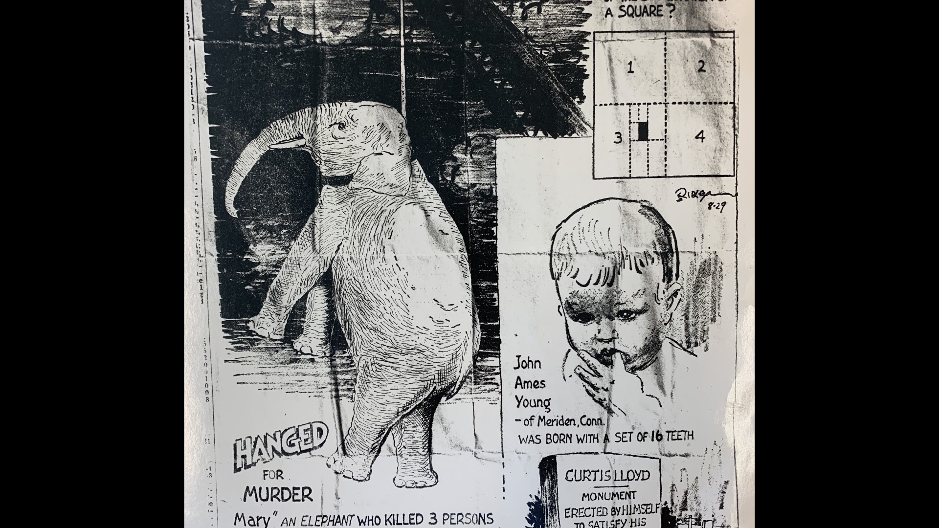 TN town's reputation suffers after elephant hanging | wbir.com