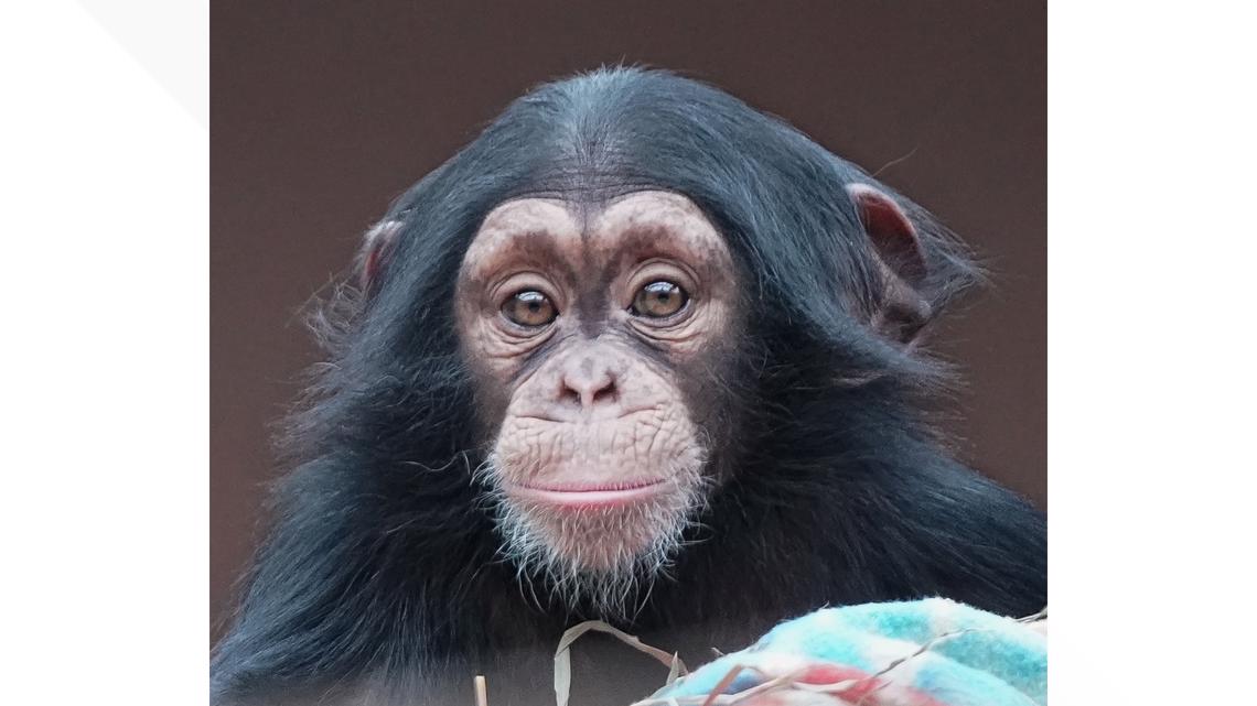 Stevie the chimp debuts at Zoo Knoxville | wbir.com