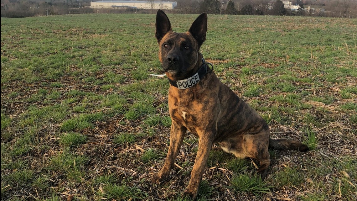 Morristown Police Department K9 Odin to receive vest | wbir.com