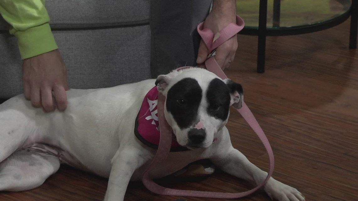 Pet of the Week: Robin | wbir.com