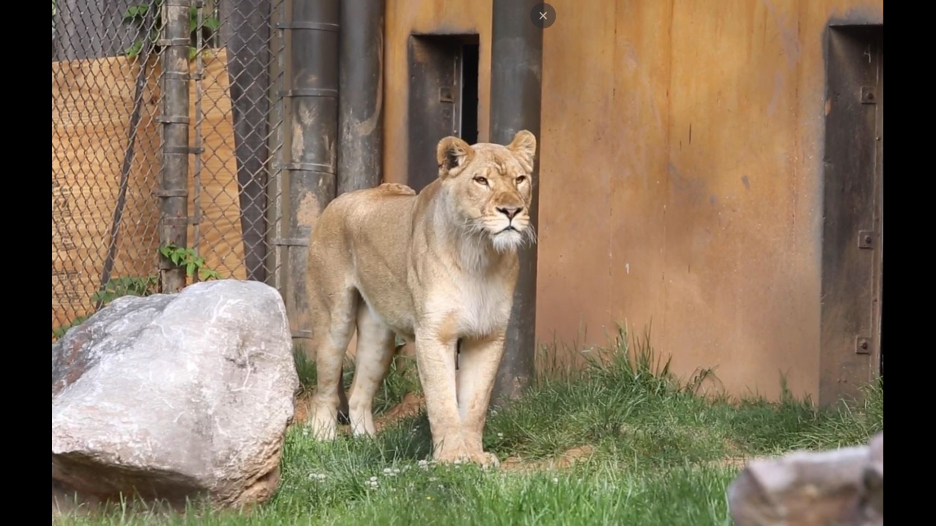 Zoo Knoxville hoping to make a lion love connection | wbir.com