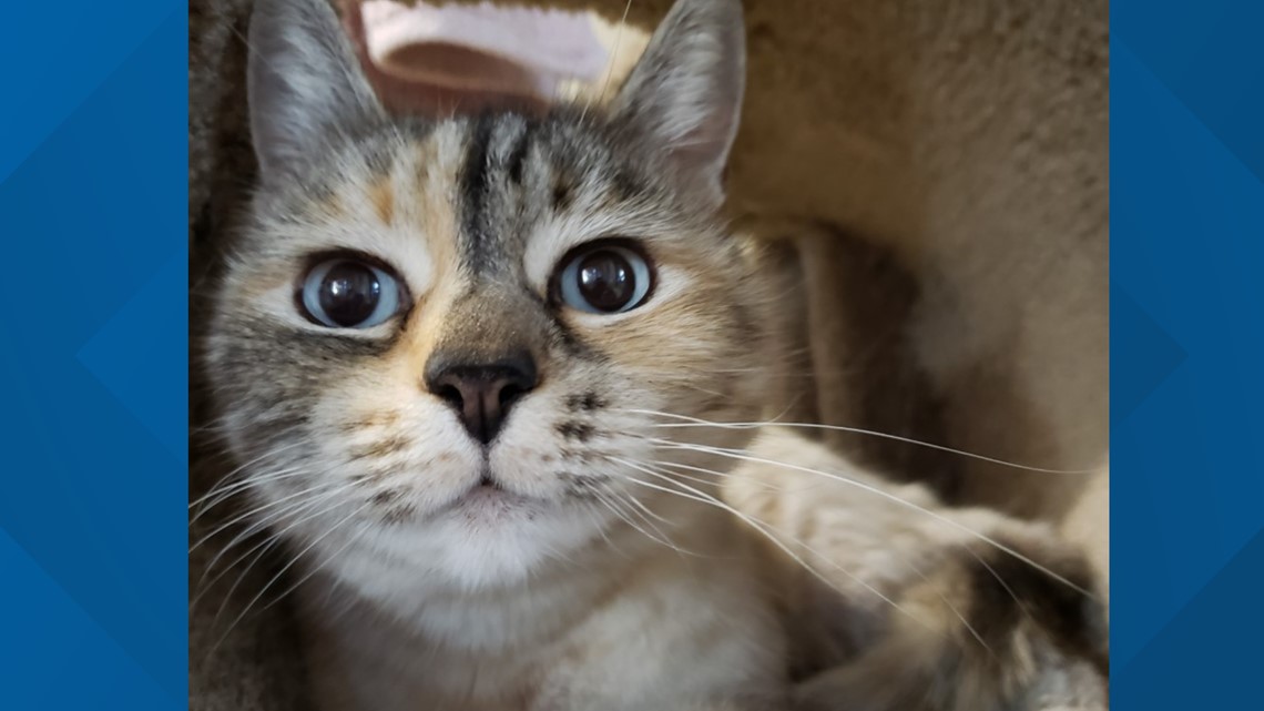 Cat missing for eight years to be reunited with Knoxville family | wbir.com