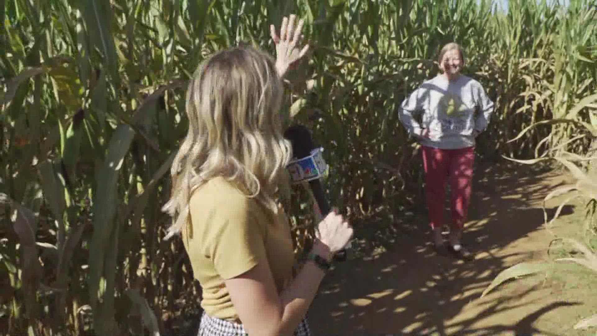 Live inside the Sunsphere corn maze in greenback | wbir.com