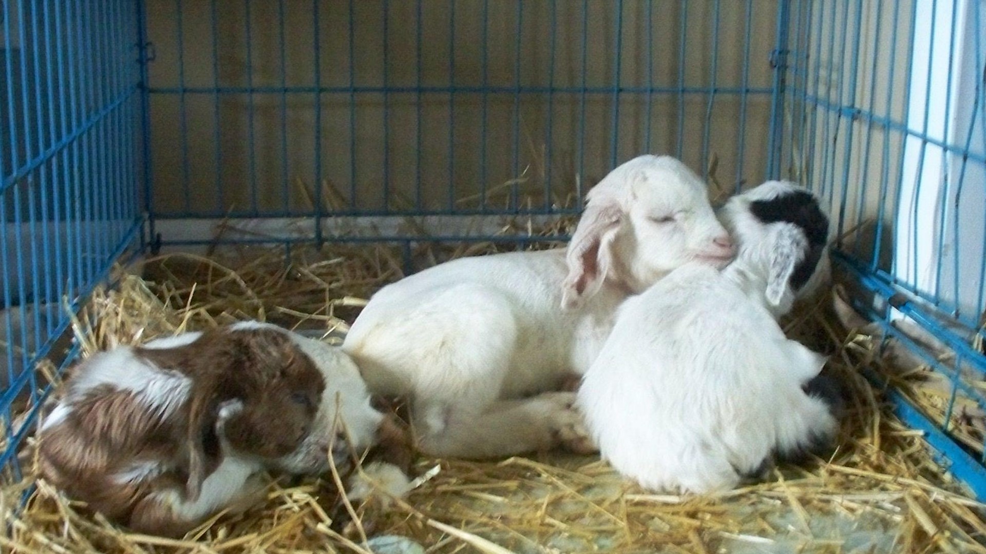 Weekend event will give people a chance to "meet the new Knox Goats ...