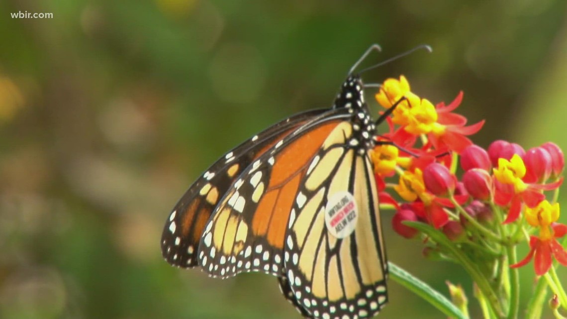 UTK Gardens opens registration for summer camp | wbir.com