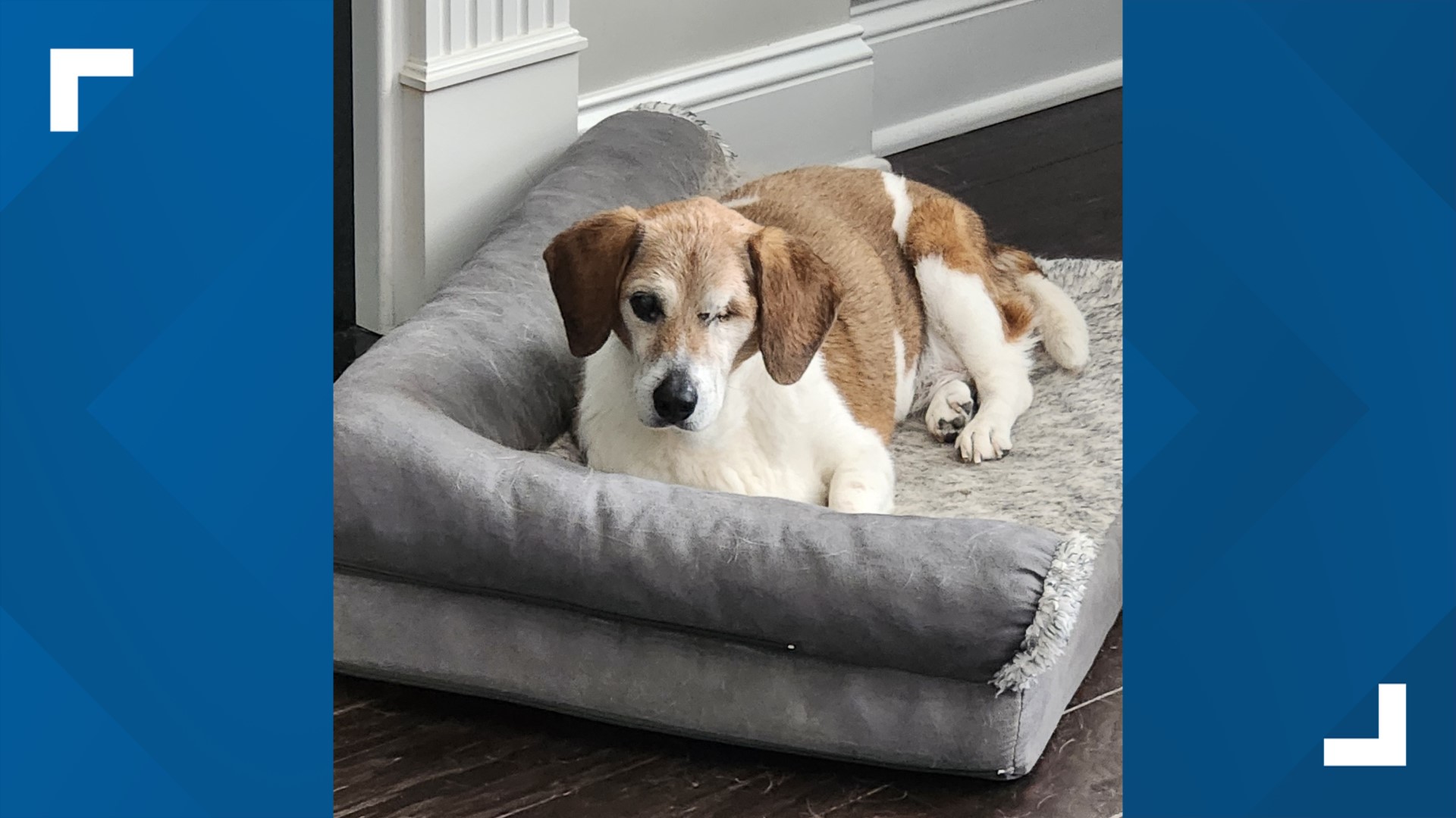 Beloved beagle whose weight-loss journey received national attention ...
