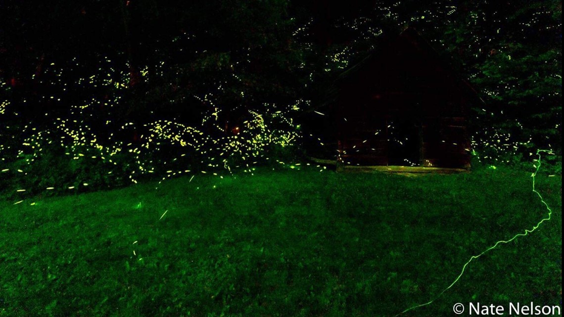 Fireflies light up night sky in East Tennessee | wbir.com