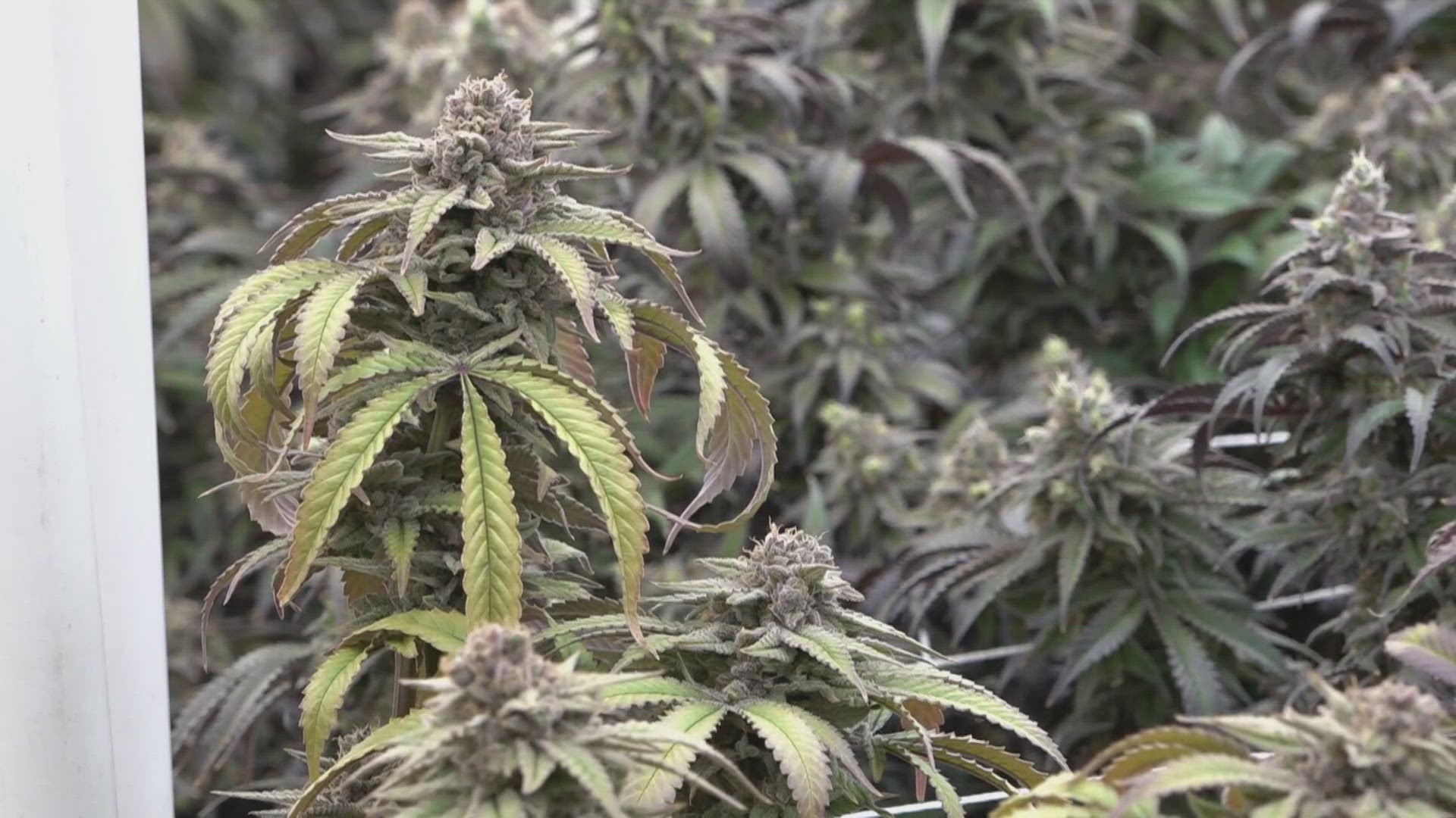 'It would be tragic' | Federal THC ban could outlaw products that keep ...