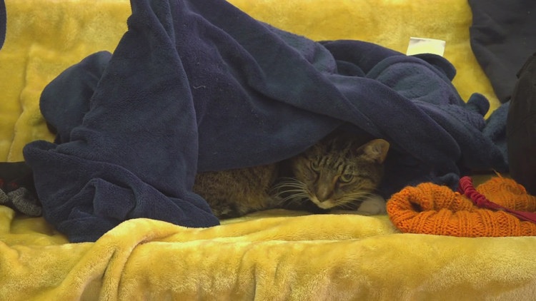 Is the Wampus Cat a myth? | wbir.com