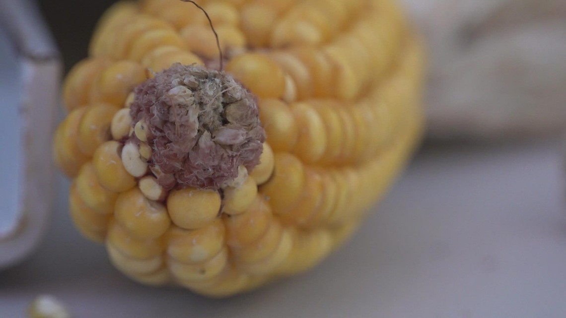 Corn is becoming more expensive to grow this year | wbir.com