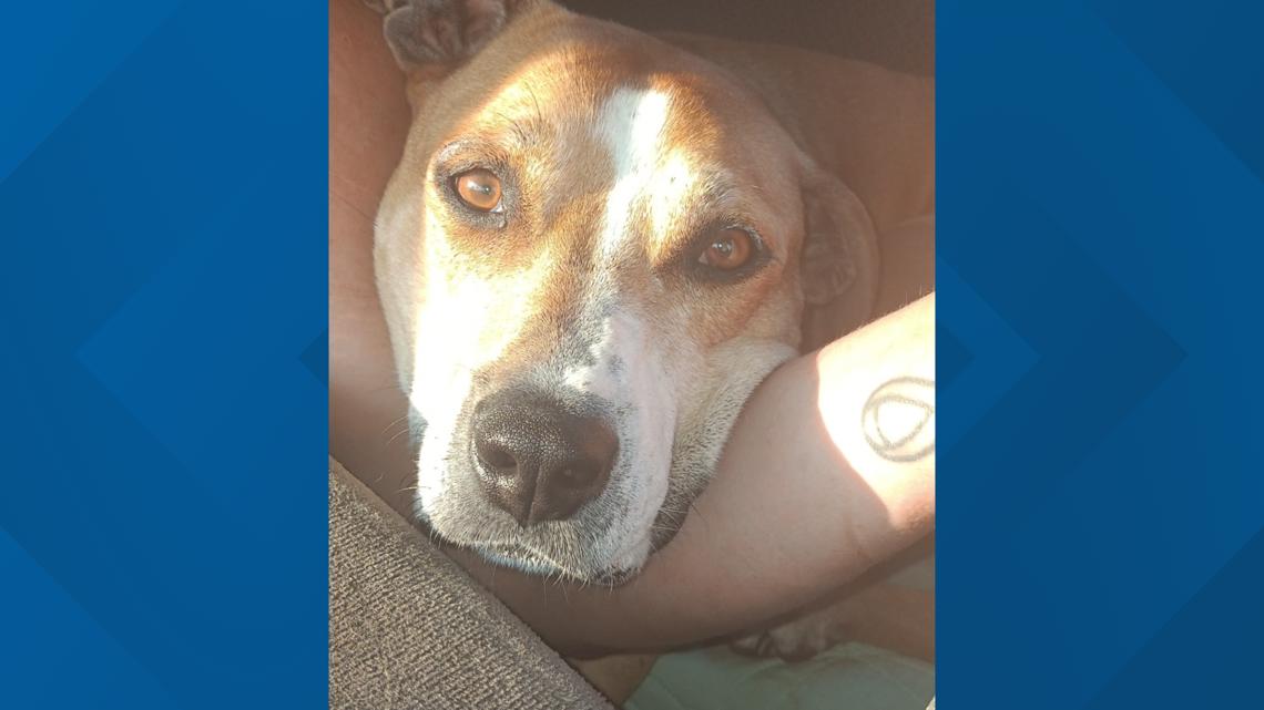 Dog electrocuted after stepping in puddle outside Clinton Highway ...