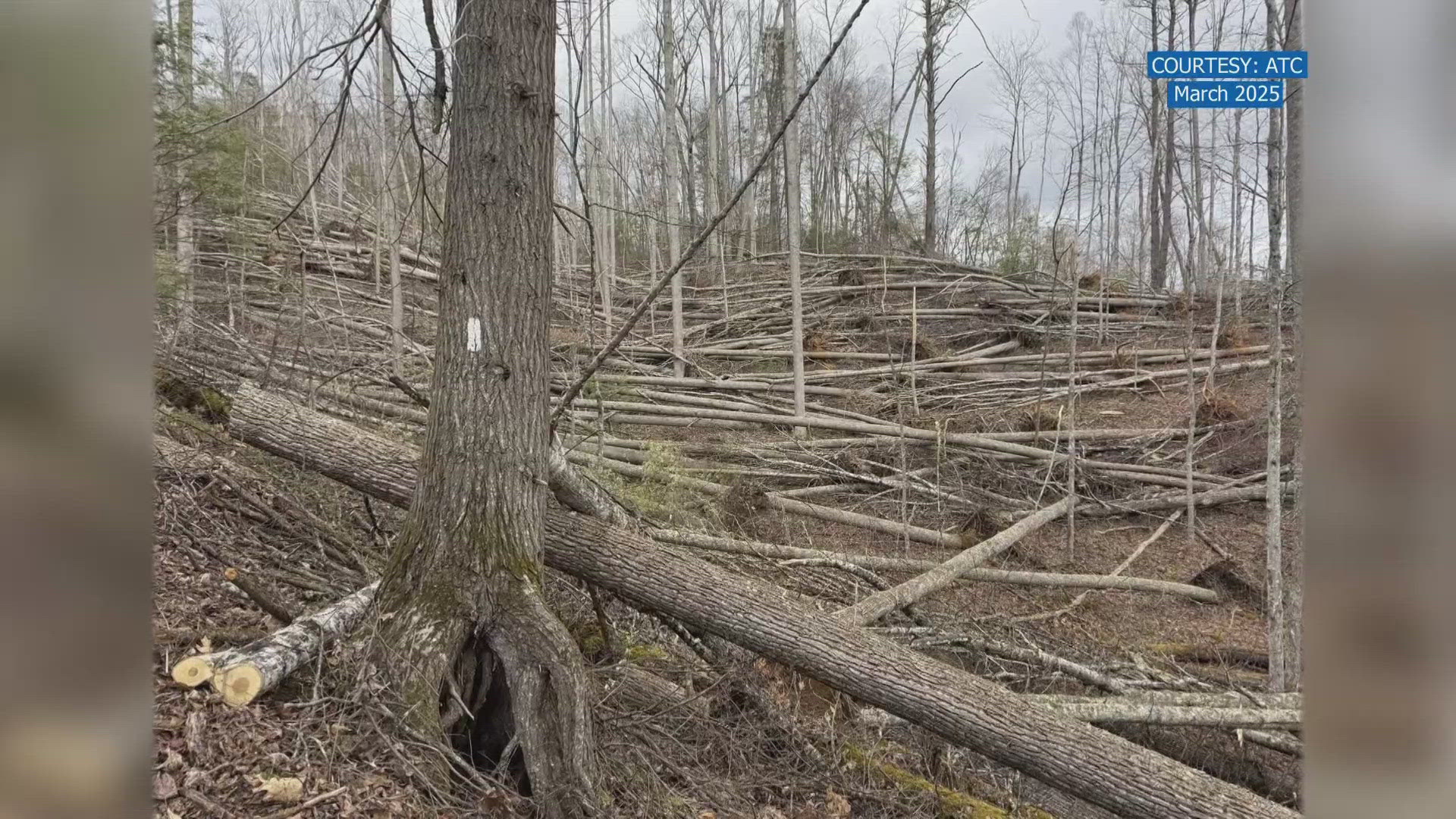 Appalachian Trail restoration progresses after Hurricane Helene | wbir.com