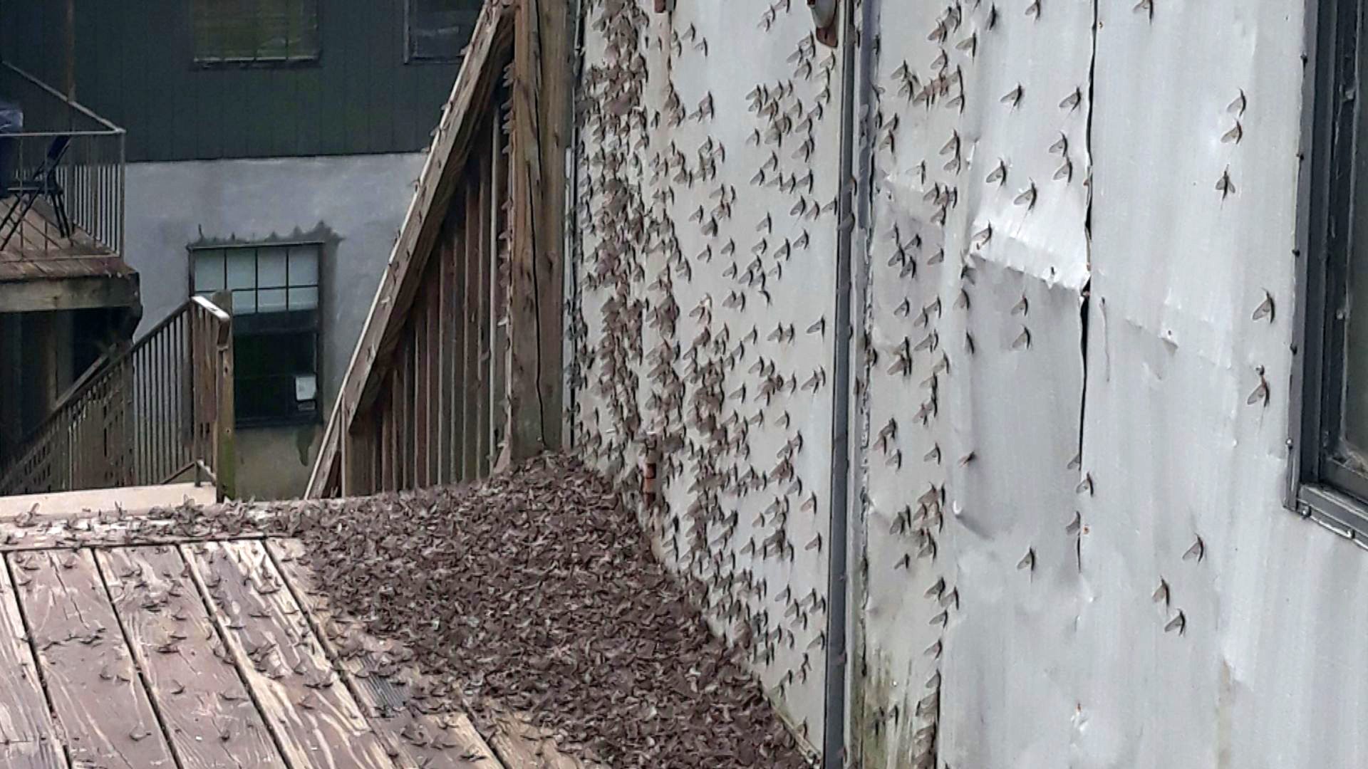 Mayfly mating madness overwhelms West Knox | wbir.com