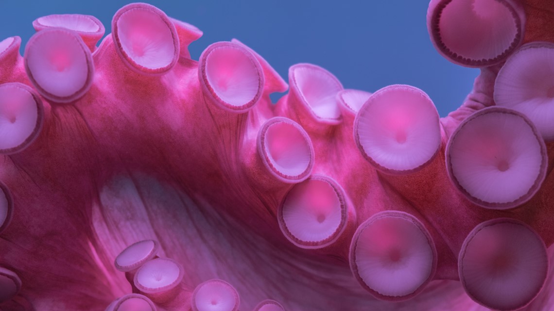 Armed with affection, octogenarian is an 'octopus whisperer' | wbir.com