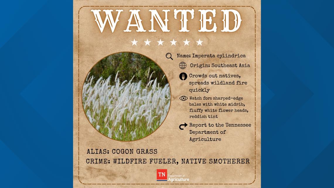 What to know about the top invasive species | wbir.com