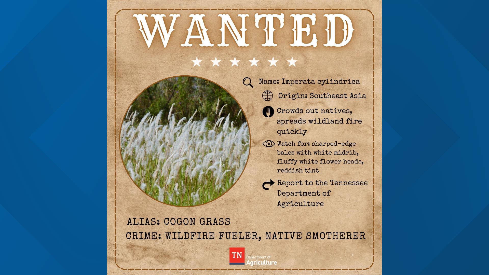 What to know about the top invasive species | wbir.com