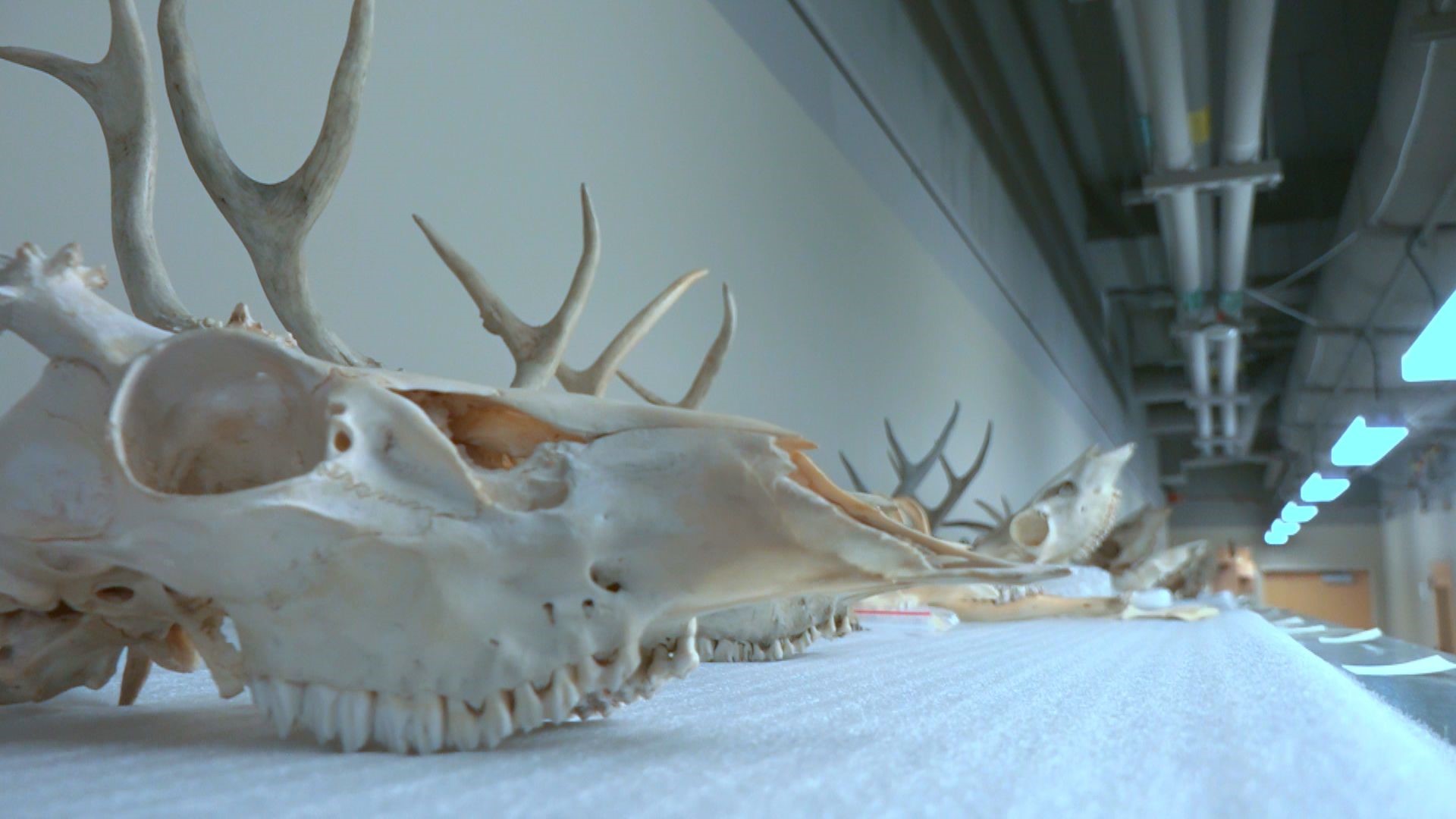 UT Knoxville houses animal skeleton collection | wbir.com