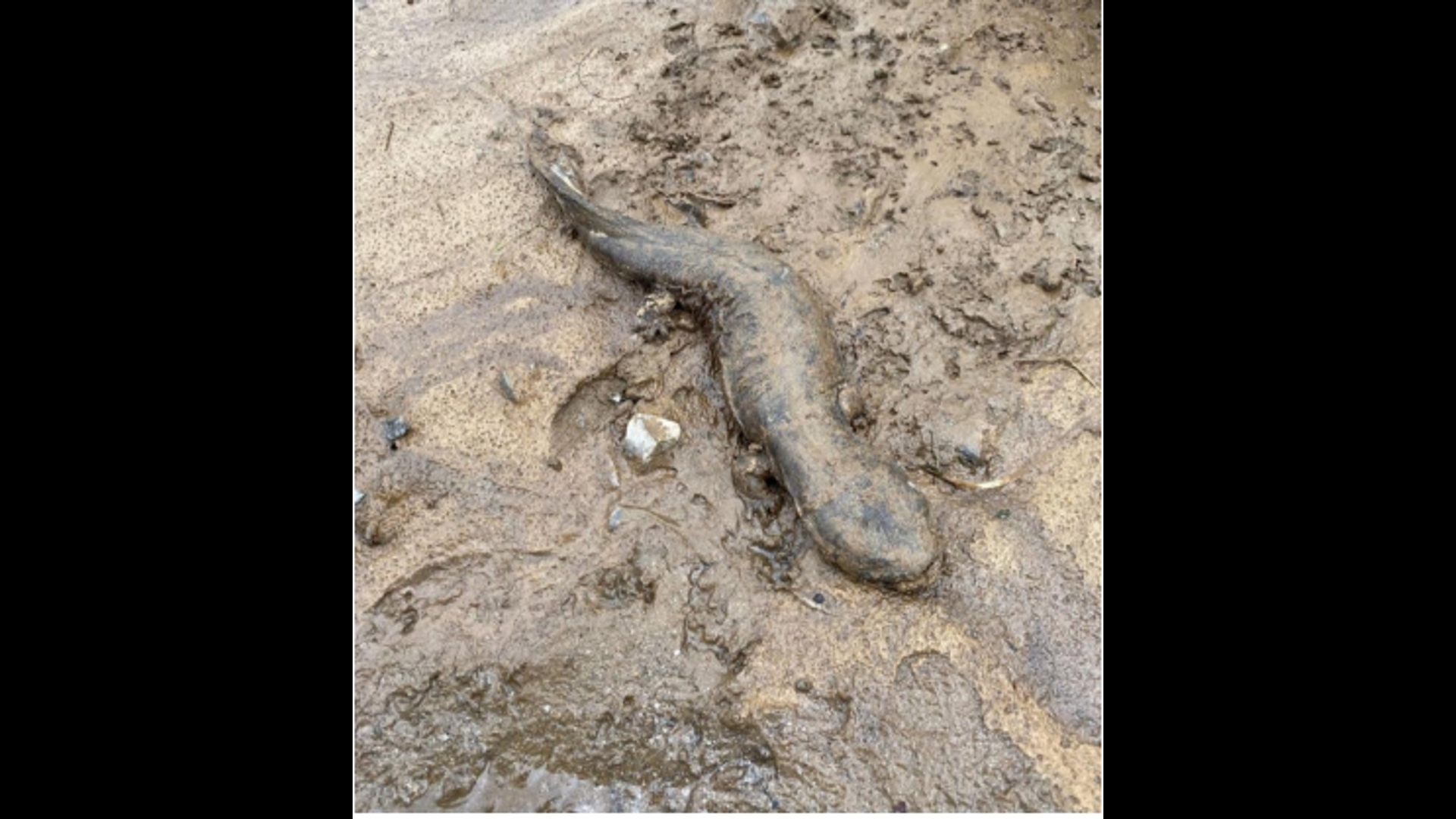 The Endangered Species Act could help the Eastern Hellbender and ...