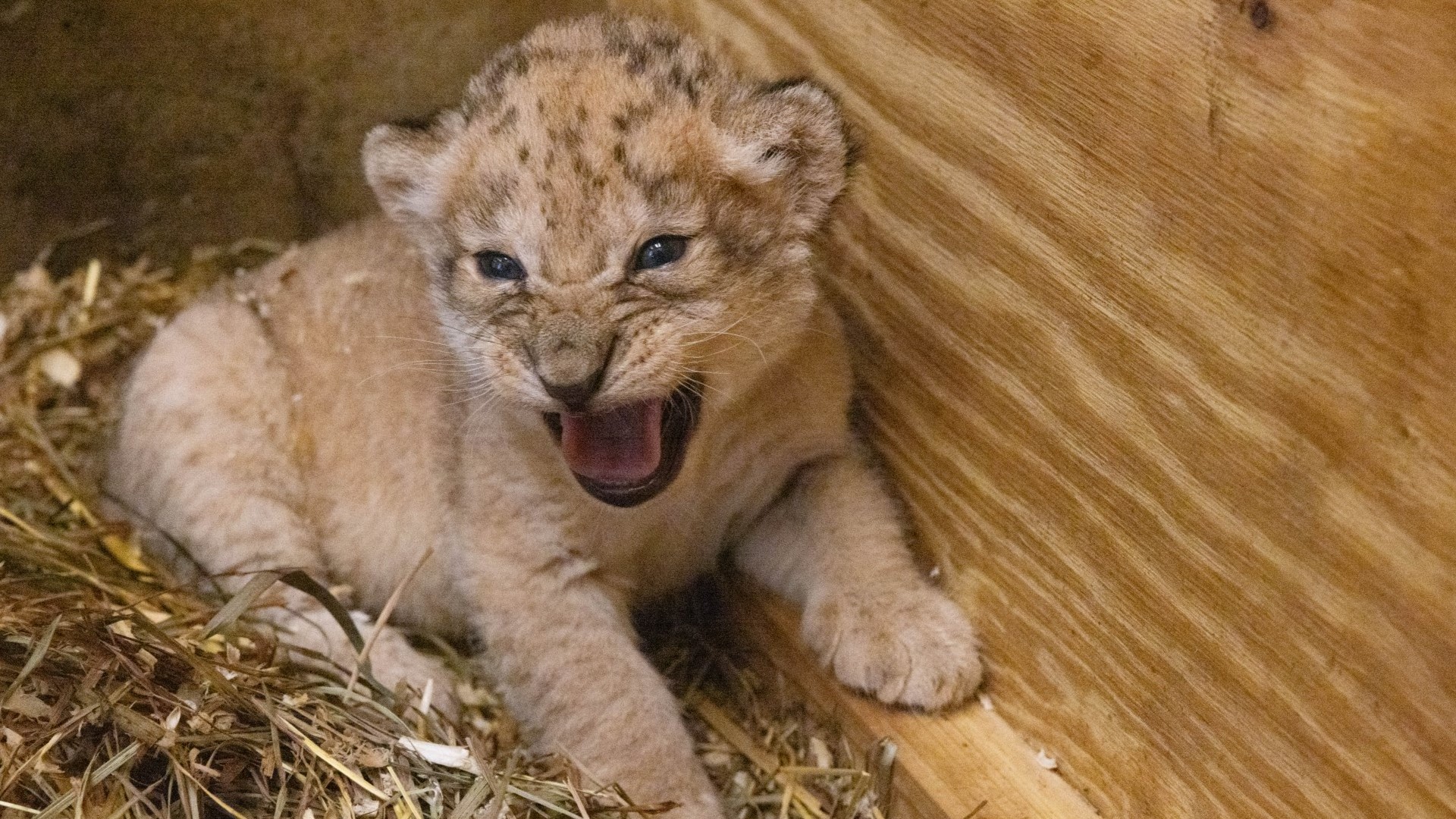 'I just can't wait to be queen' | New female lion cub born at Zoo ...
