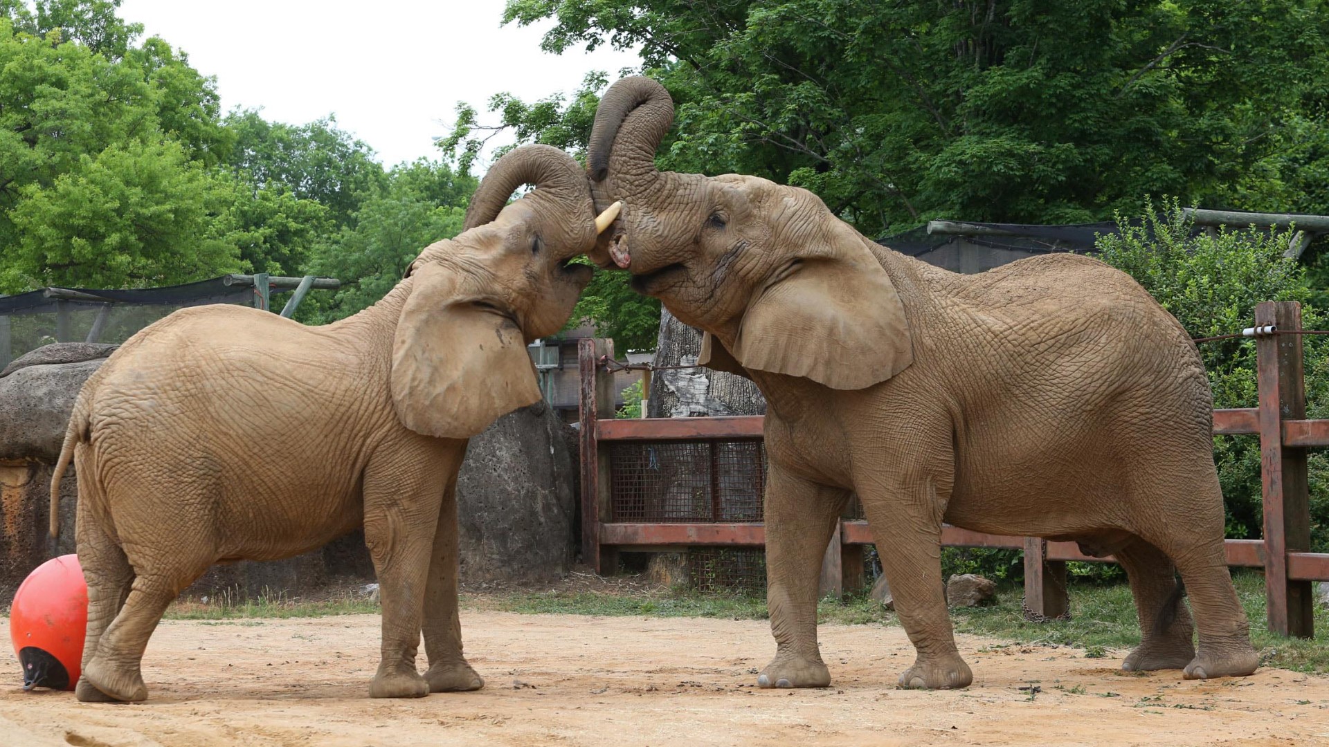 When is Tonka leaving Zoo Knoxville? | wbir.com