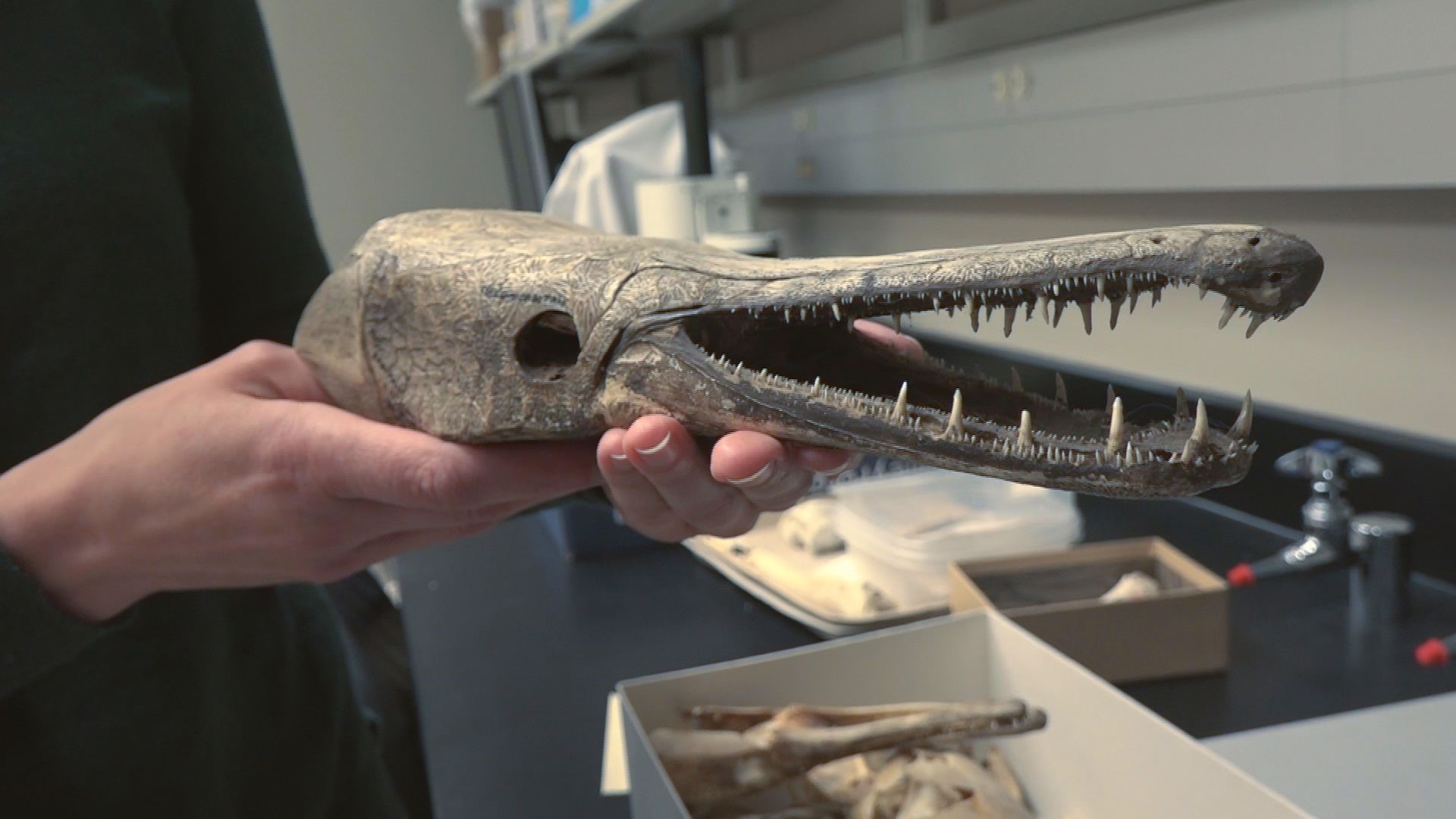 UT Knoxville houses animal skeleton collection | wbir.com