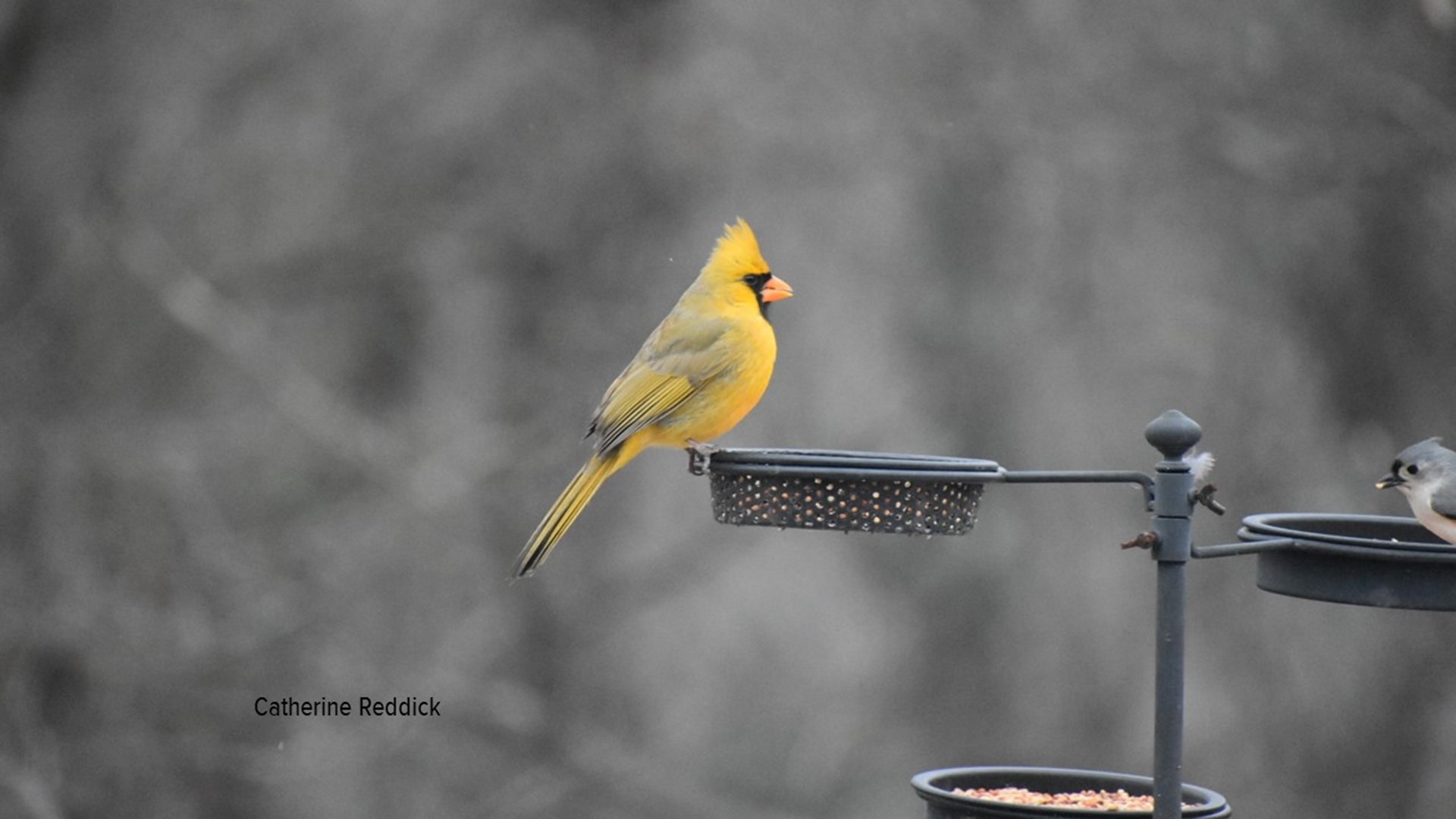 Rare '1-in-a-million' yellow cardinal spotted in Harriman, TN | wbir.com