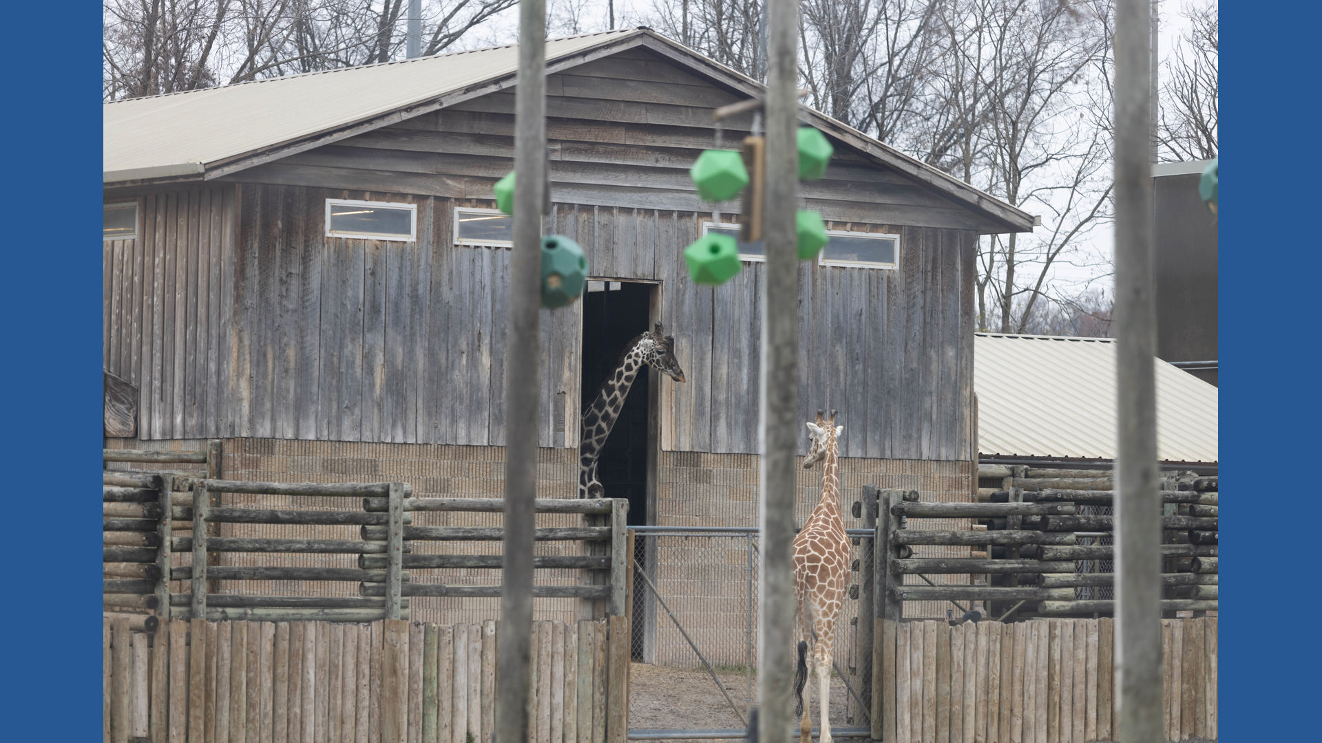 Zoo Knoxville welcomes 10-year-old giraffe, Mokolo, from Pennsylvania ...