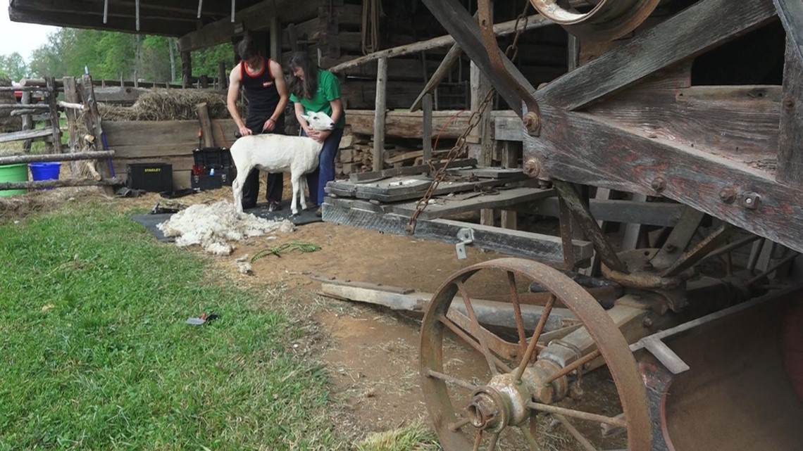 How you can watch the annual sheep shearing tradition at the Museum of ...