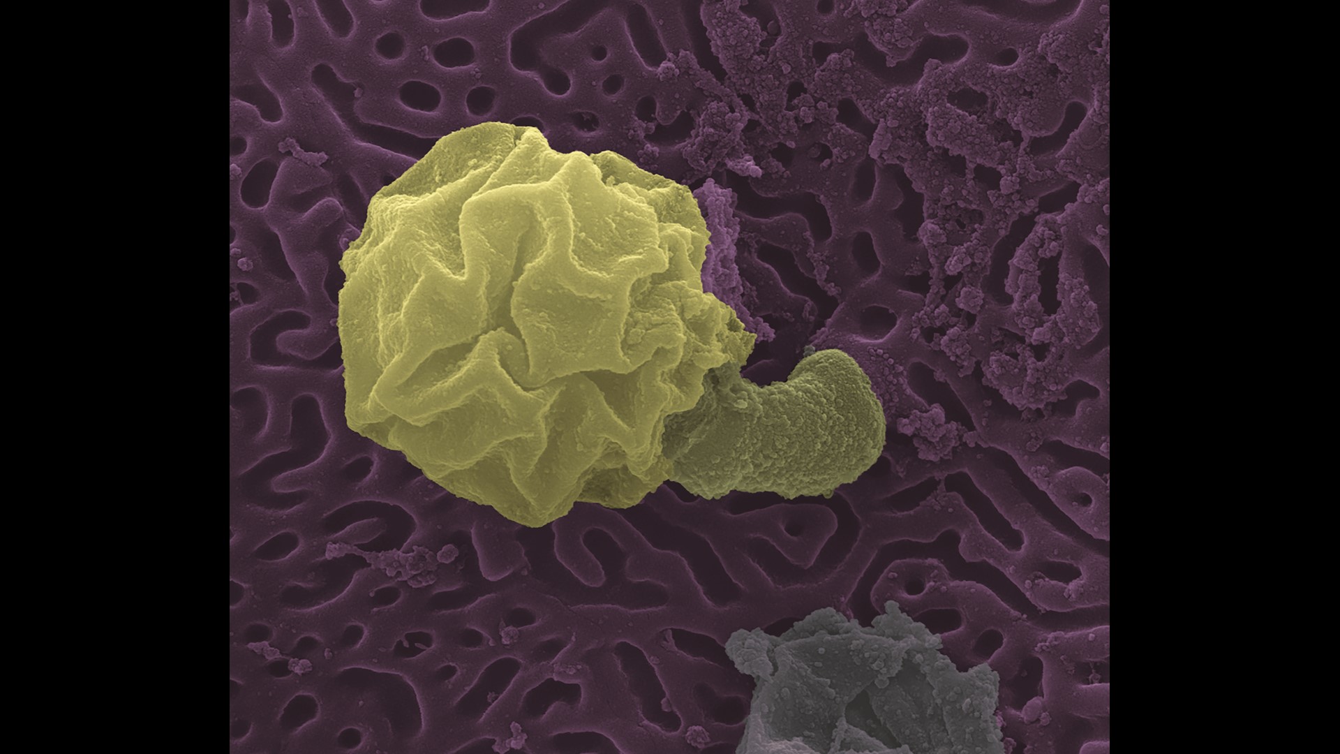 'Salamanders can actually inactivate HIV and other viruses' | UT Center ...