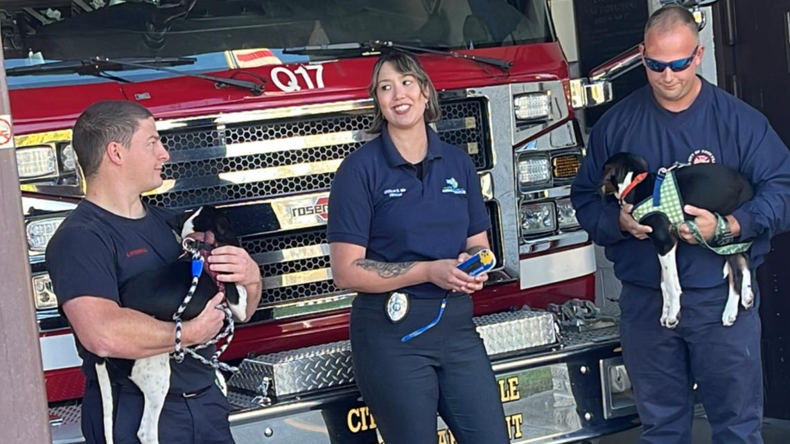 Knoxville fire stations equip microchip scanners for lost pets | wbir.com