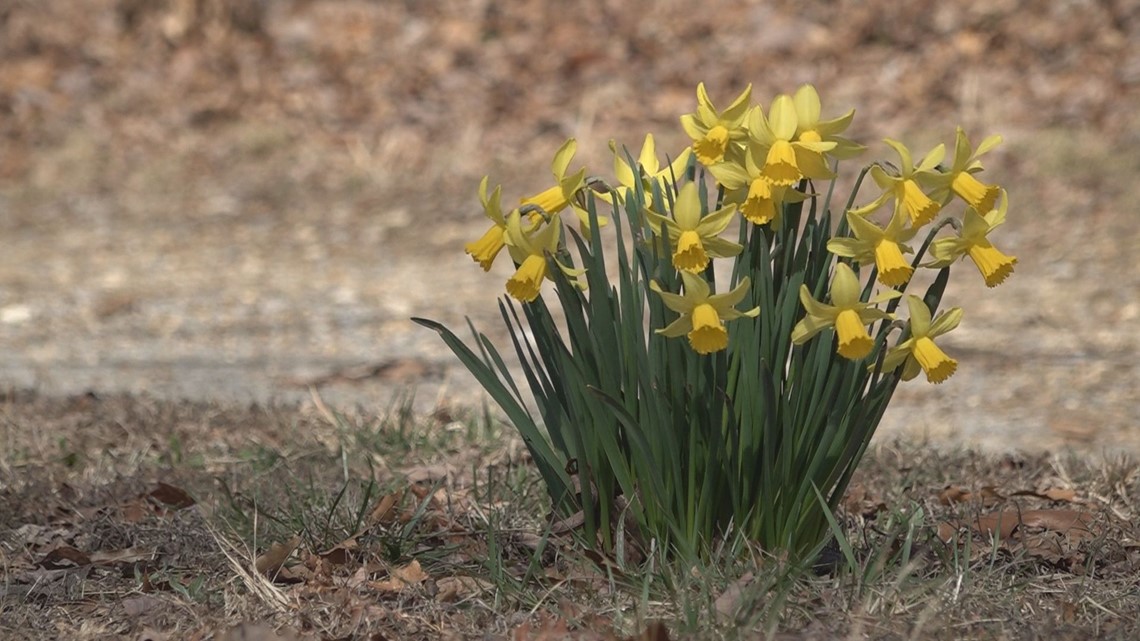 Spring-like weather sprang early in East Tennessee, but winter isn't ...