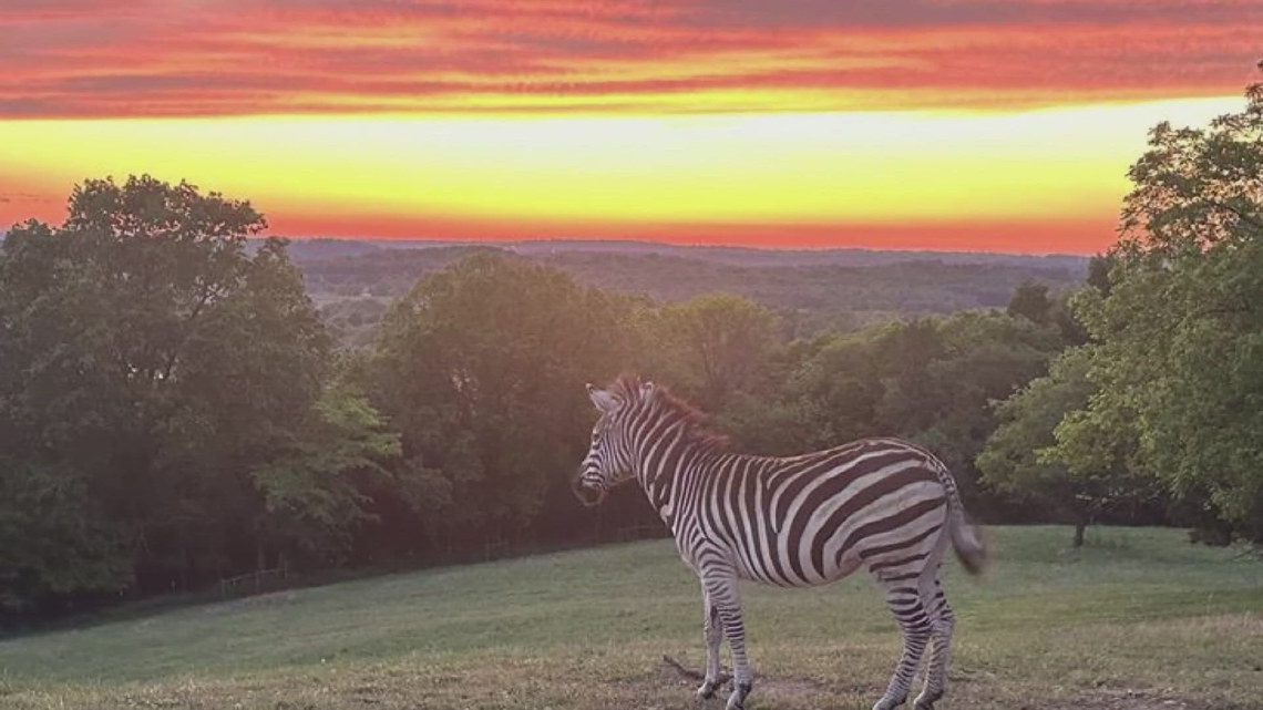 Missing zebra on the loose in Middle Tennessee has now been found after ...