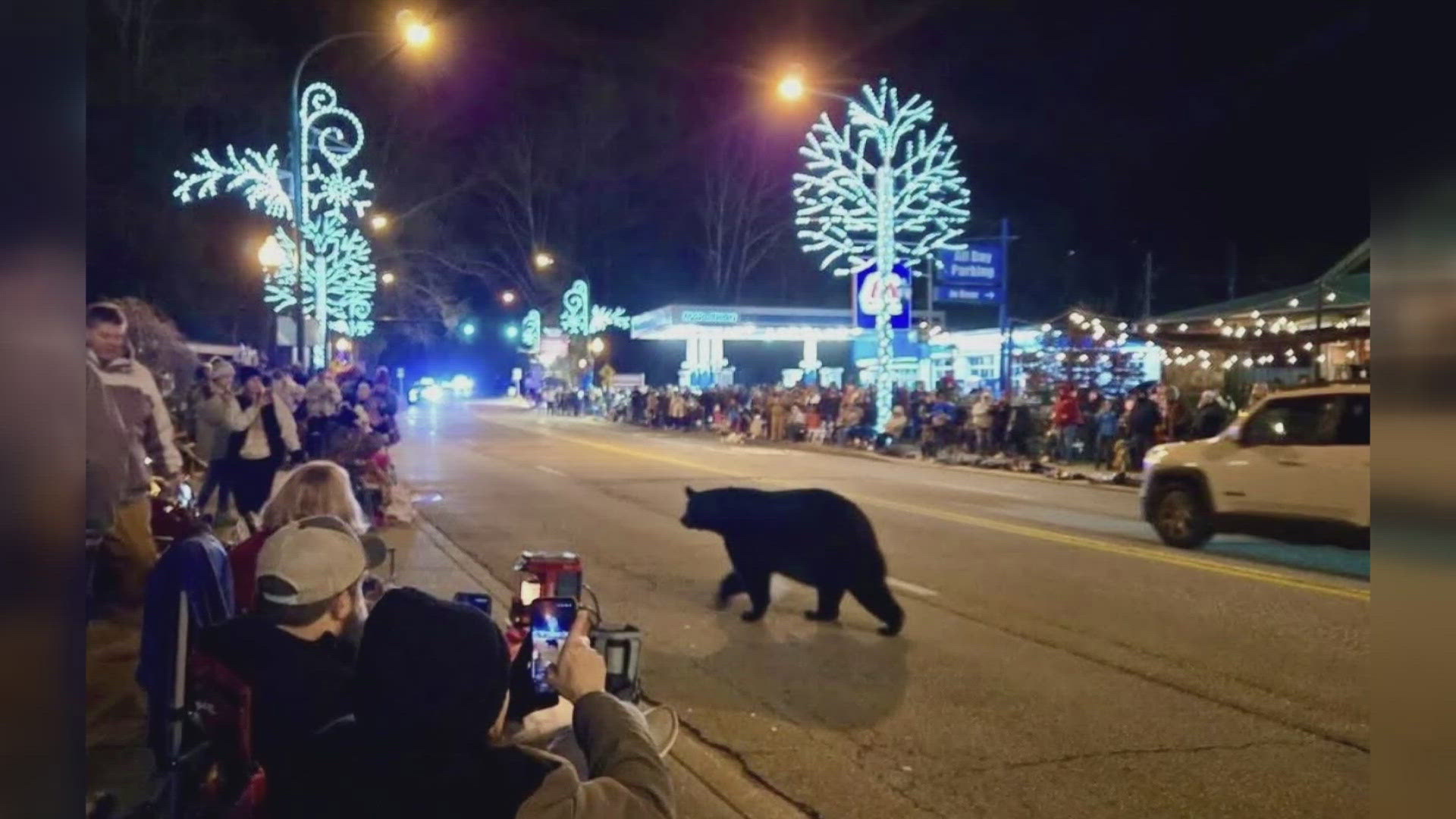 Bear makes surprise guest appearance at Gatlinburg Christmas parade ...