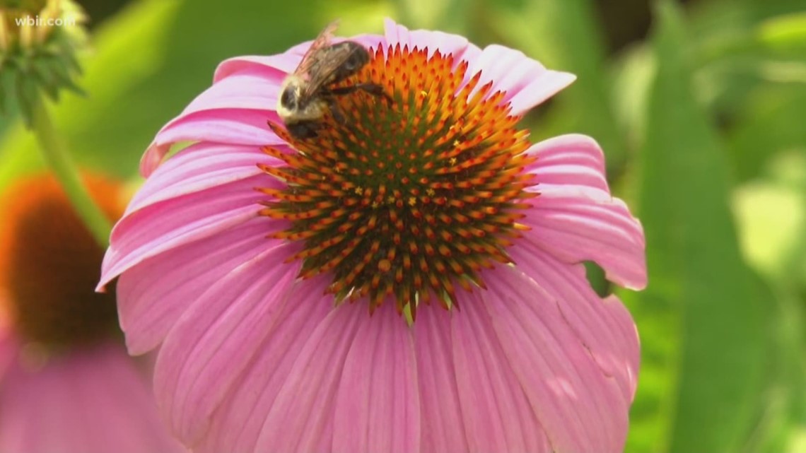Rare and beautiful Tennessee flower rebounds from the brink of ...