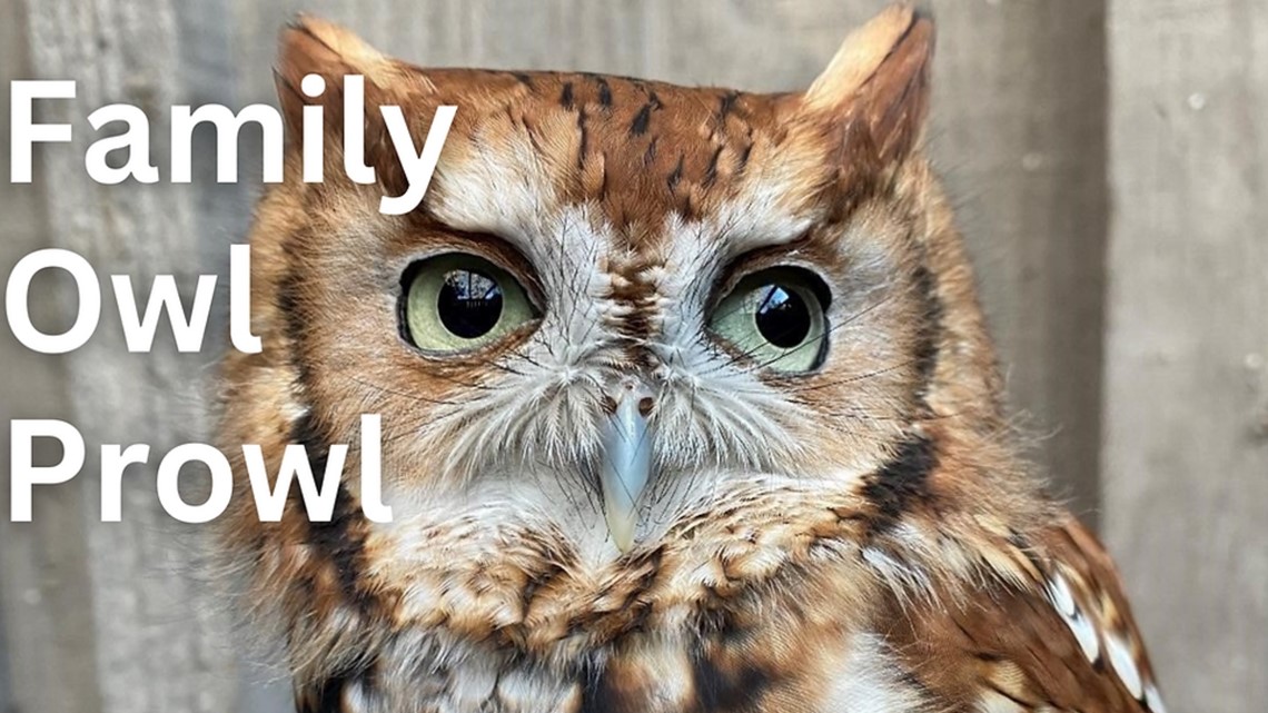 Ijams 'Family Owl Prowl' offers a chance to spot owls on trails after ...