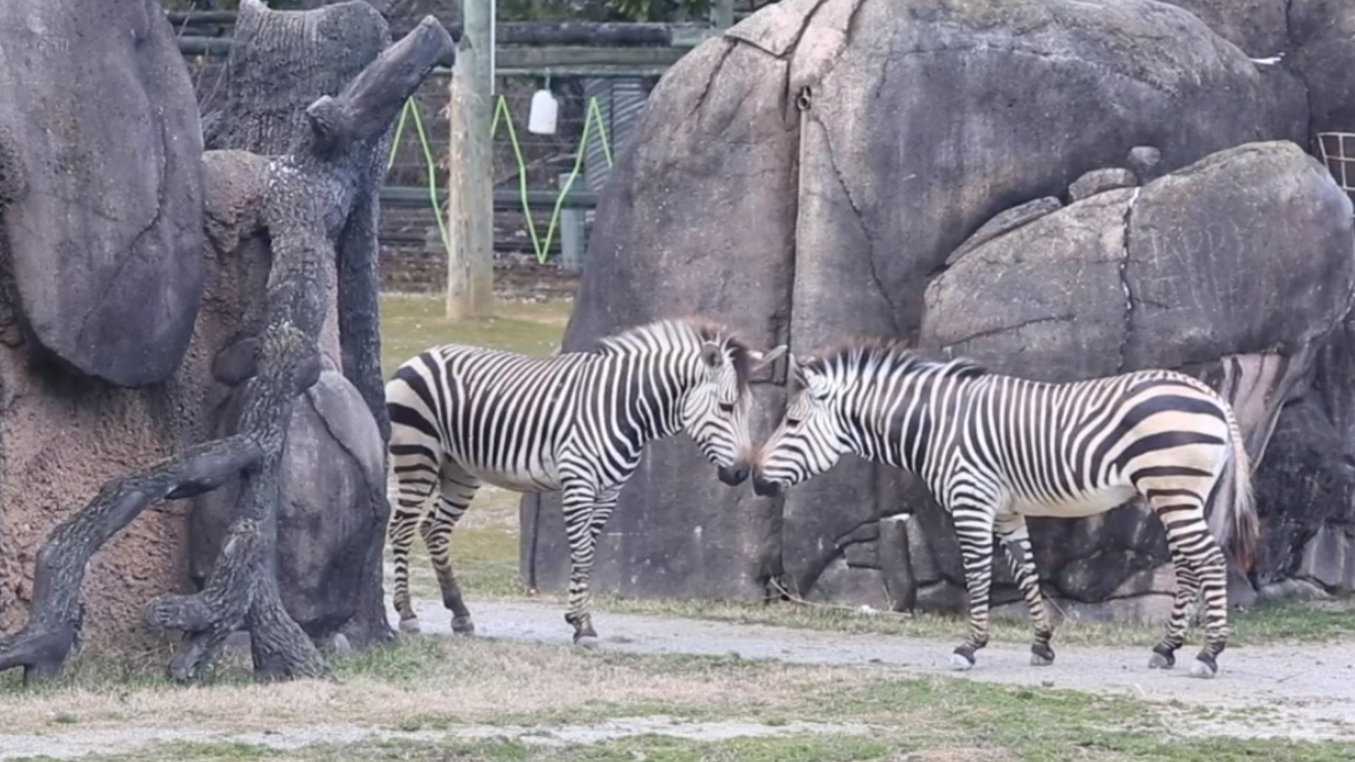 Zoo Knoxville zebra died Wednesday after running into off-exhibit ...