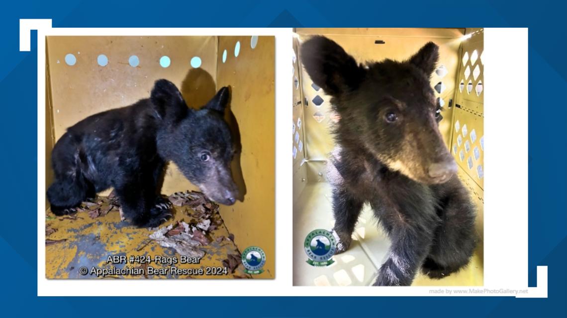 ABR takes in orphaned bear cub after Highway 321 crash | wbir.com