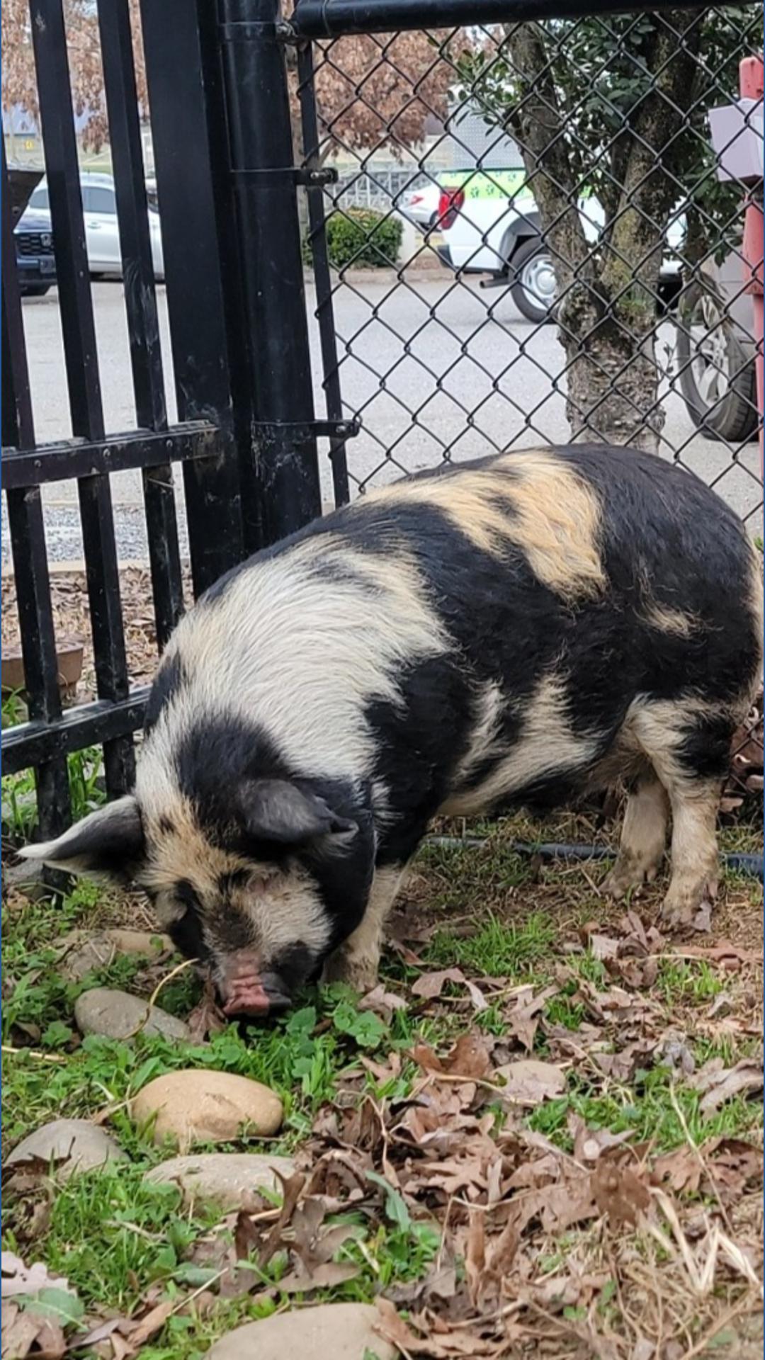 Two pot-bellied pigs rescued from island on the Tennessee River | wbir.com