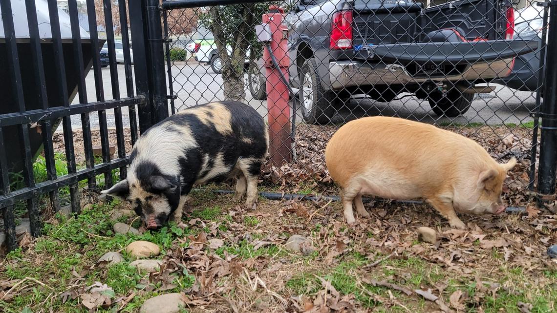 Two pot-bellied pigs rescued from island on the Tennessee River | wbir.com