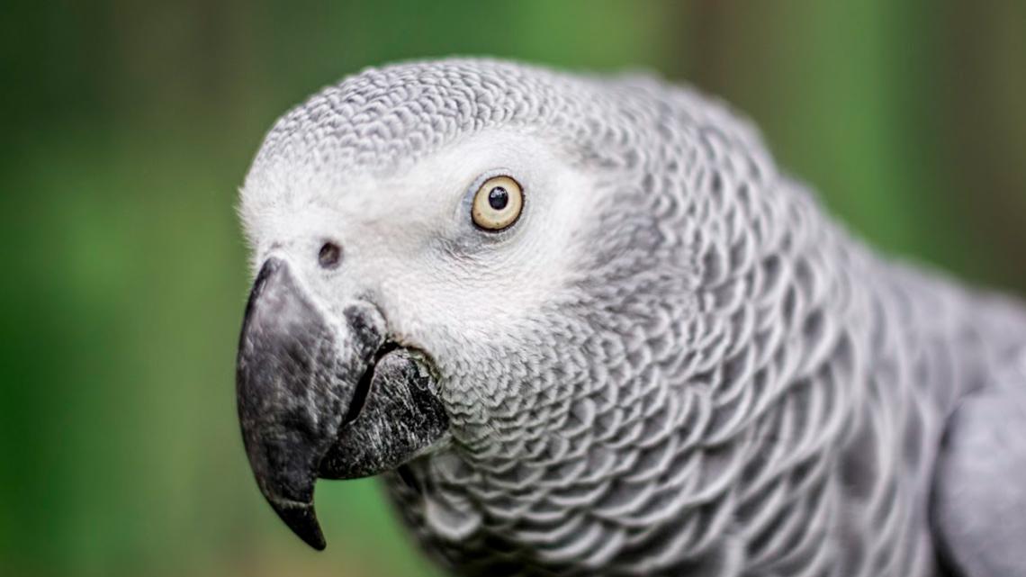 'Truly, until the end, she knew she was a queen' | Zoo Knoxville's ...